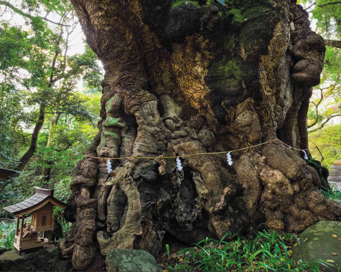 Kusunoki Japanese Camphor Wood Tree Essential Oil 5ml - Etsy