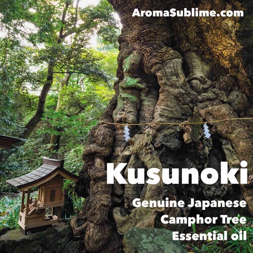 Kusunoki Japanese Camphor Wood Tree Essential Oil 5ml - Etsy