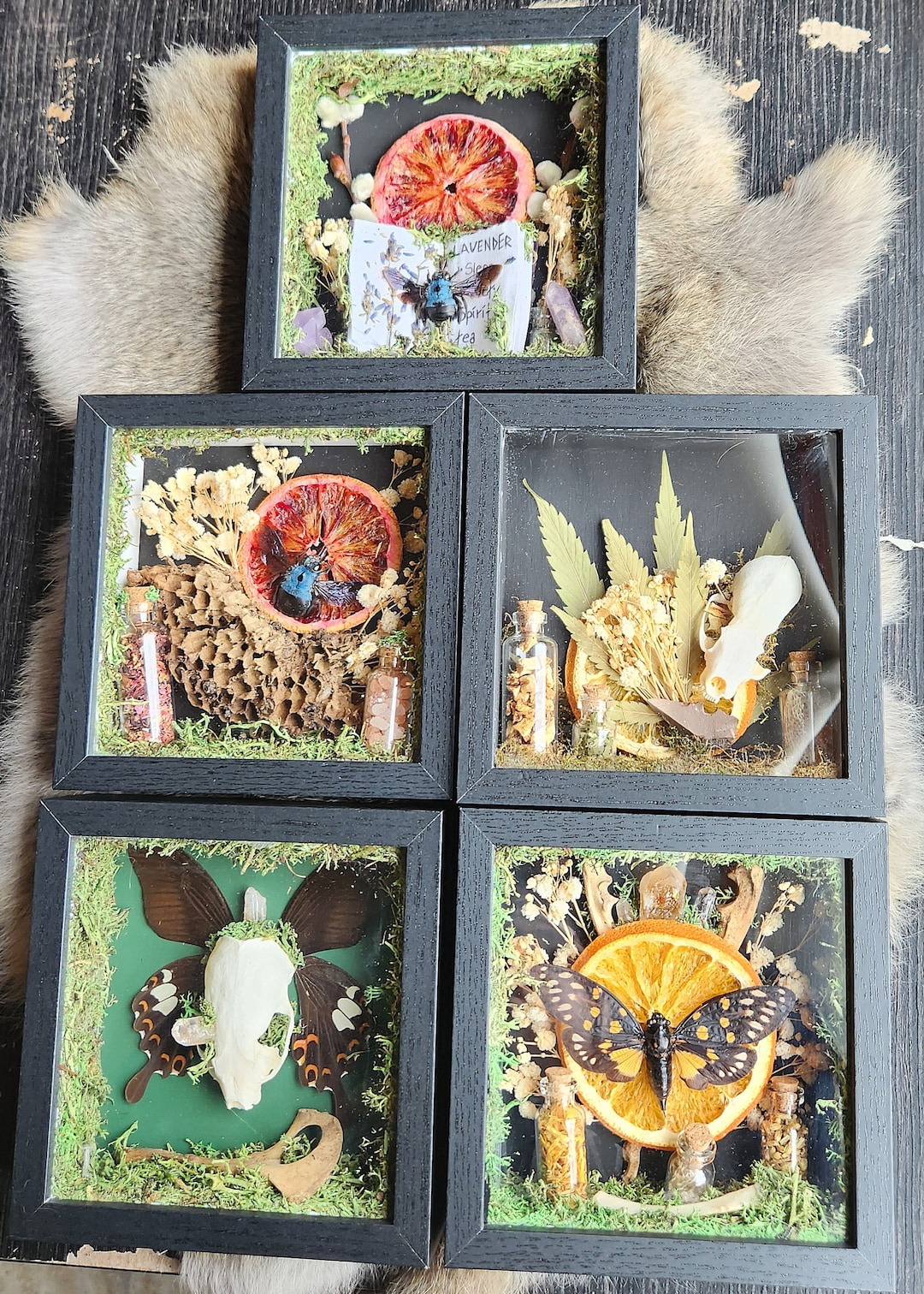 Oddity Shadow Boxes, Shadow Box Shrine, Bee Witch, Fairy Shamen ...