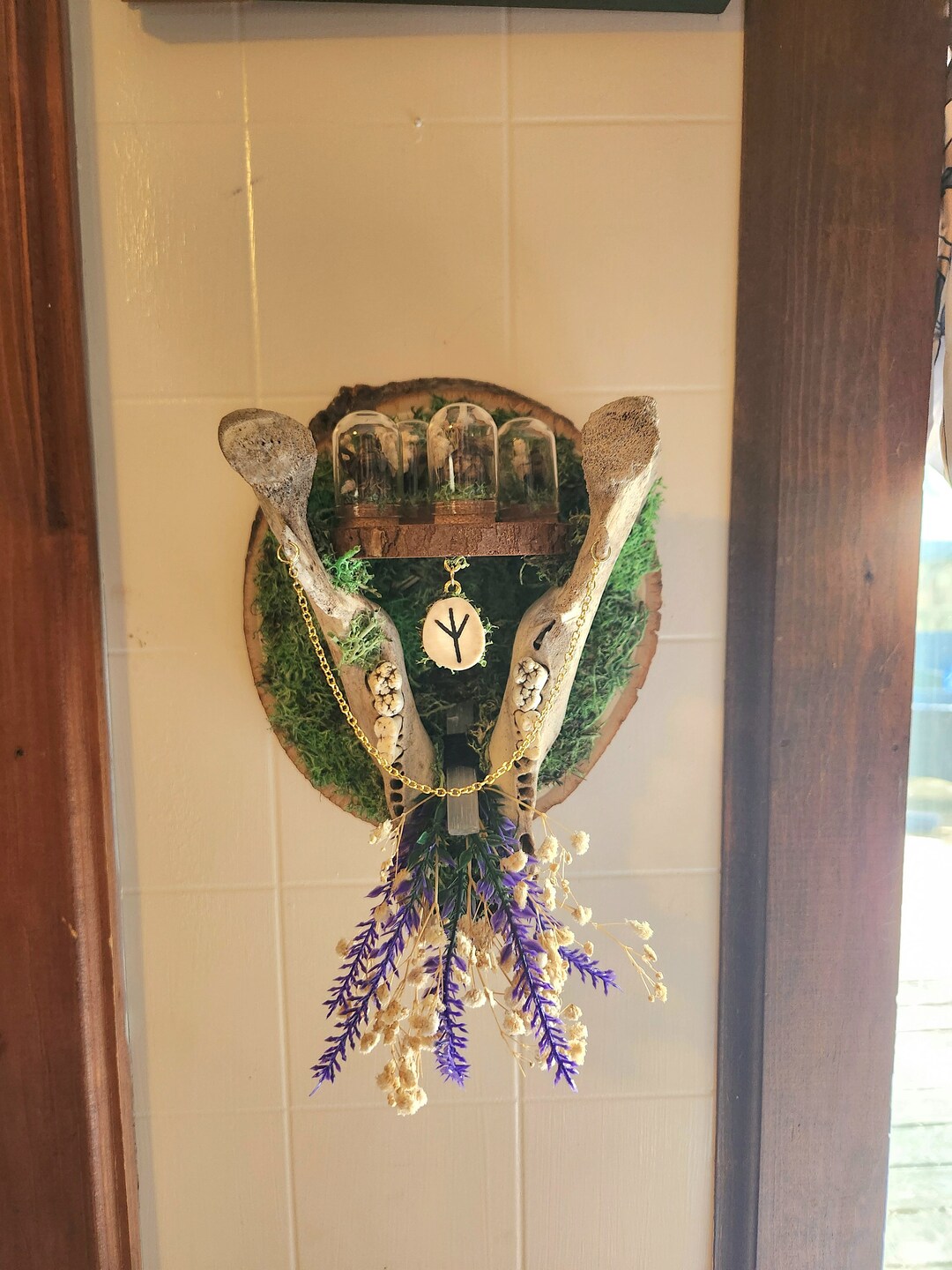 Oddity Shelf, Cow Jaw Display, Cow Skull Mount, Wall Mount Incense ...