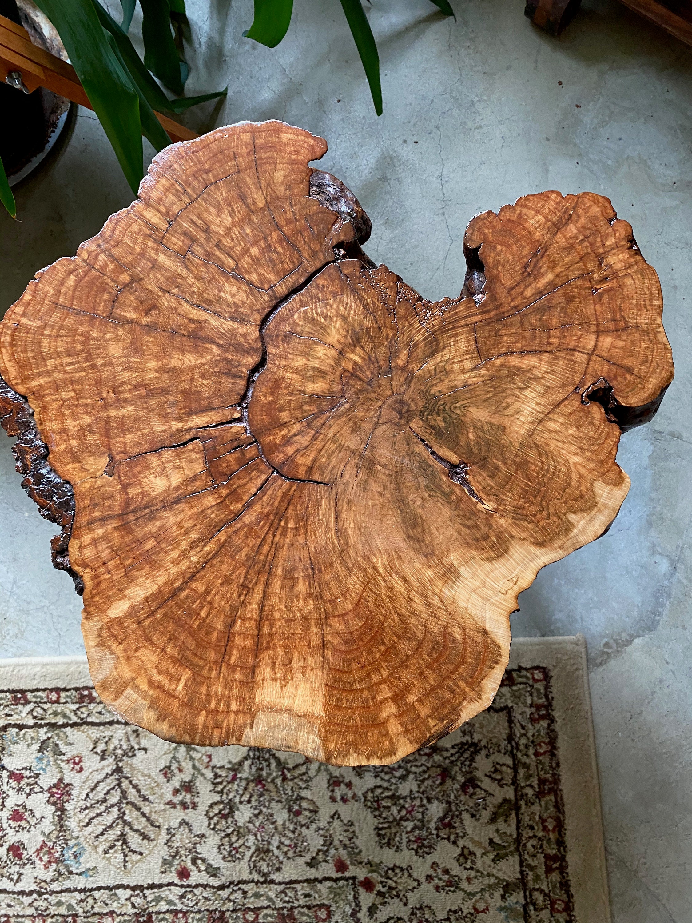 Beautiful Polished Burl Wood End Table Slab Etsy