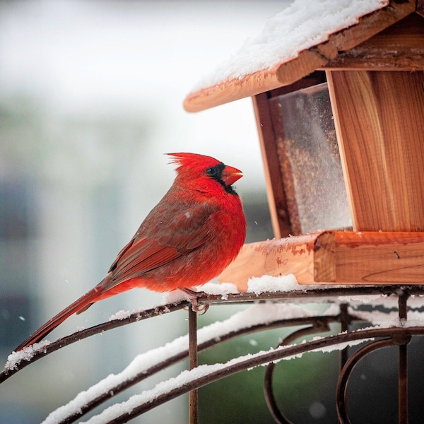 Cardinal Diamond Art - Etsy