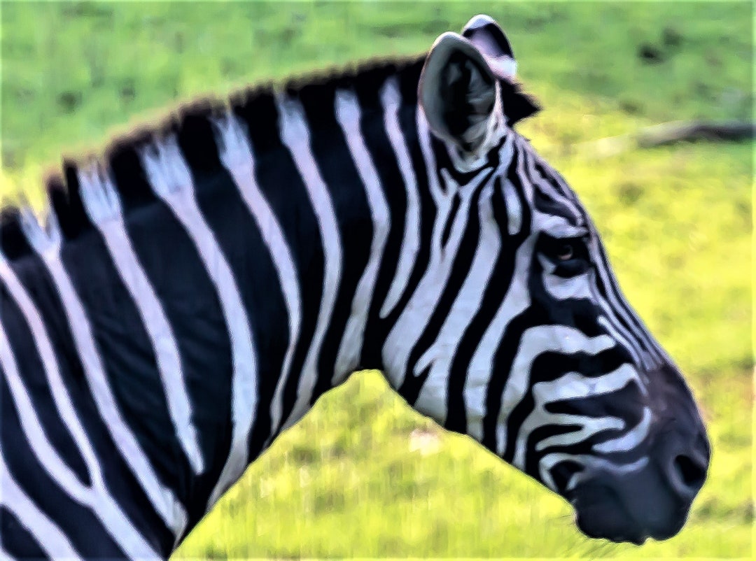 Zebra - Counted Cross Stitch Pattern - Etsy