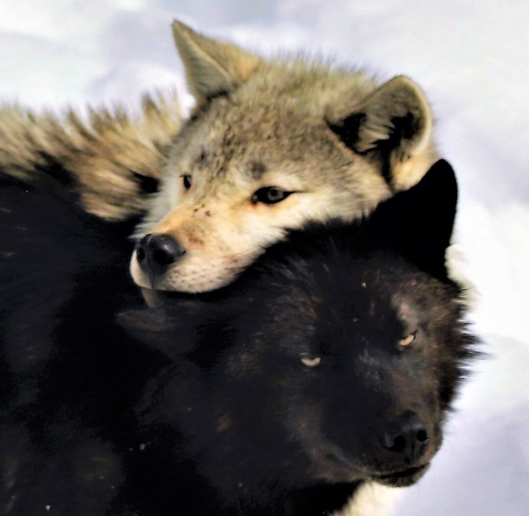 Wolves - Full Drill Diamond Painting Kit - Etsy
