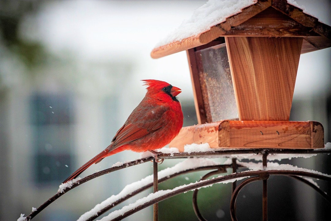 Snowy Cardinal - Full Drill Diamond Painting Kit - Etsy