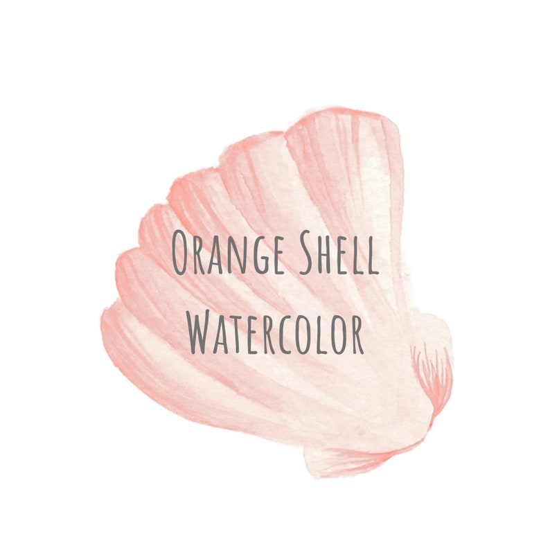 Watercolor Seashell Digital, Ocean Shell, Instant Download, PNG ...