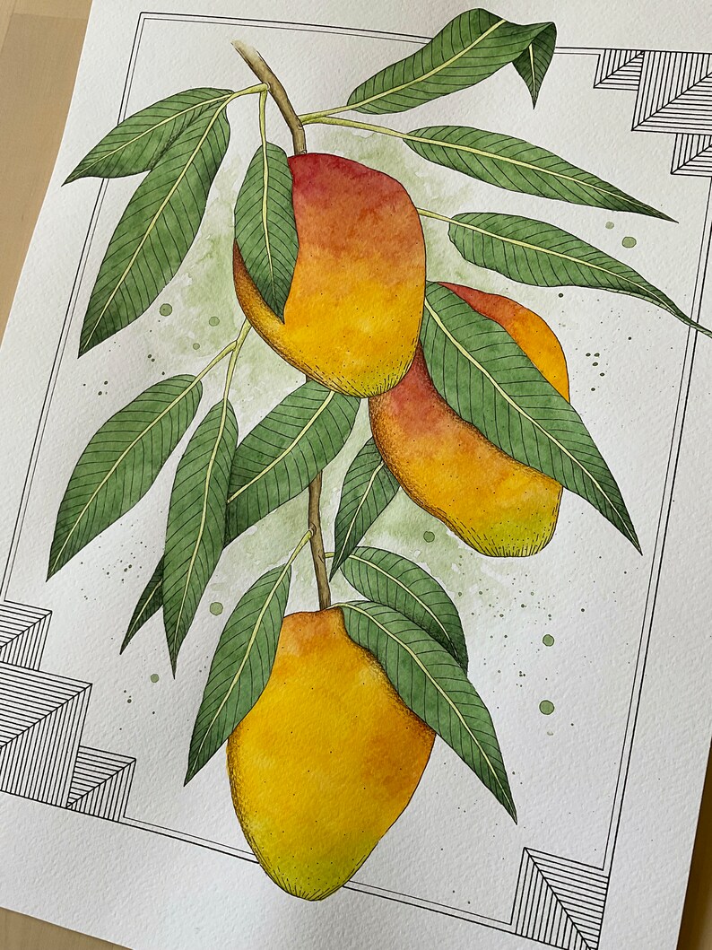 ORIGINAL DRAWING "mangoes", Botanical Art, Mixed Media Artwork ...