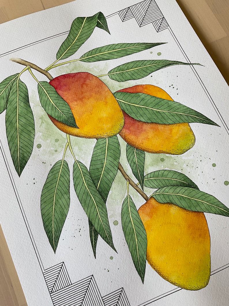 ORIGINAL DRAWING "mangoes", Botanical Art, Mixed Media Artwork ...