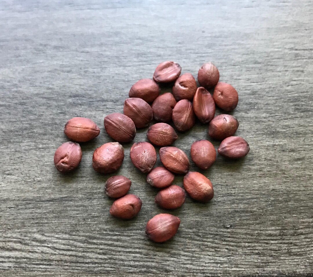 Jujube Tree Seeds High Germination Rate - Etsy