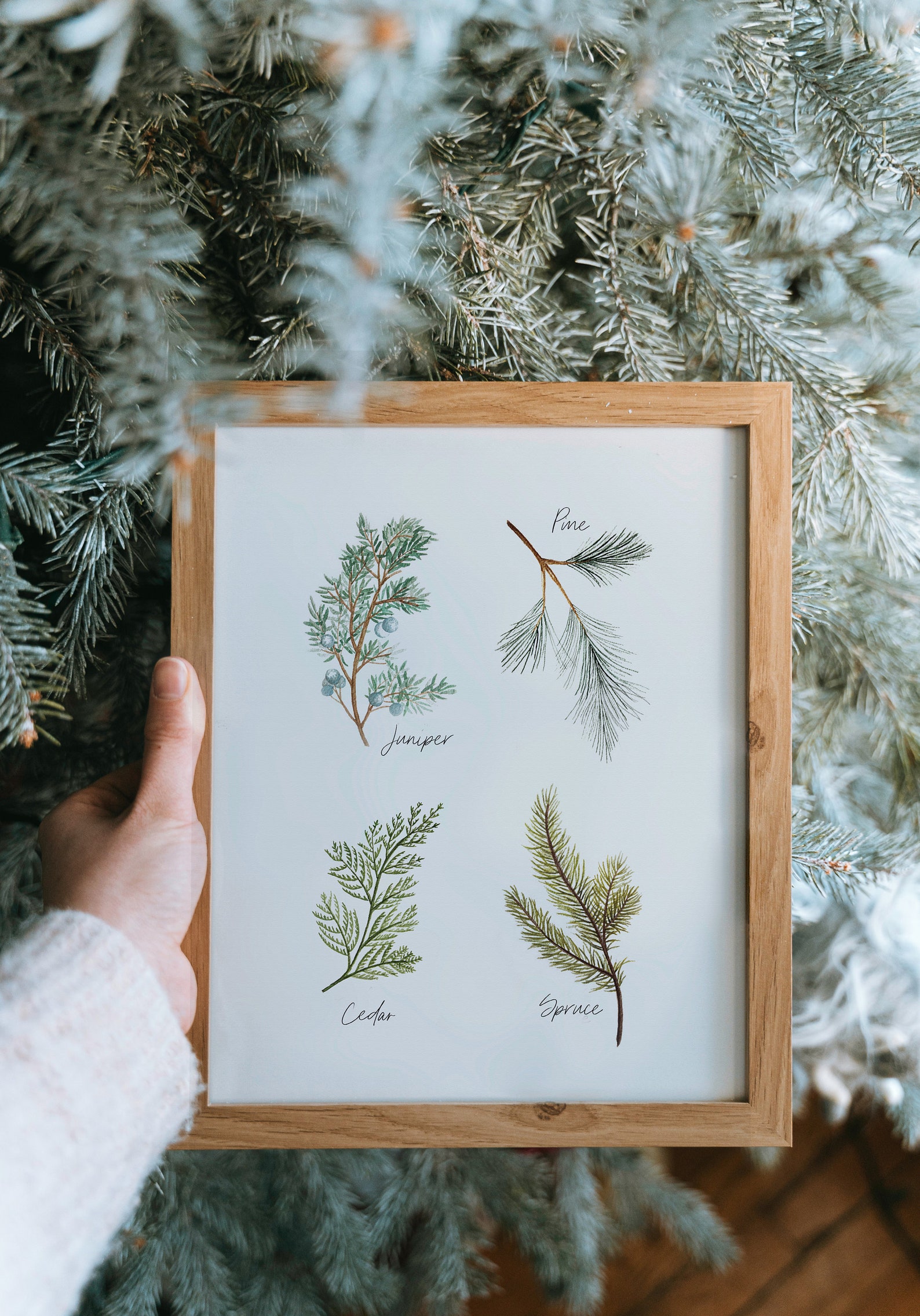 Conifer Trees Tree Identification Cedar Spruce Juniper Pine ...