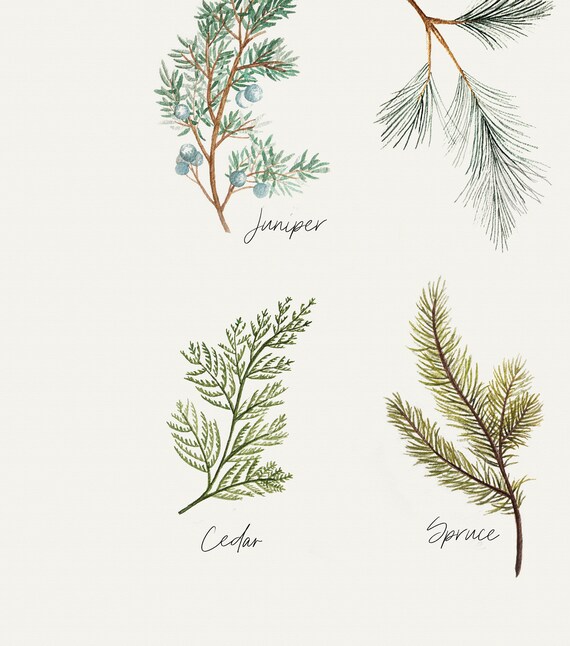 Juniper Tree Identification