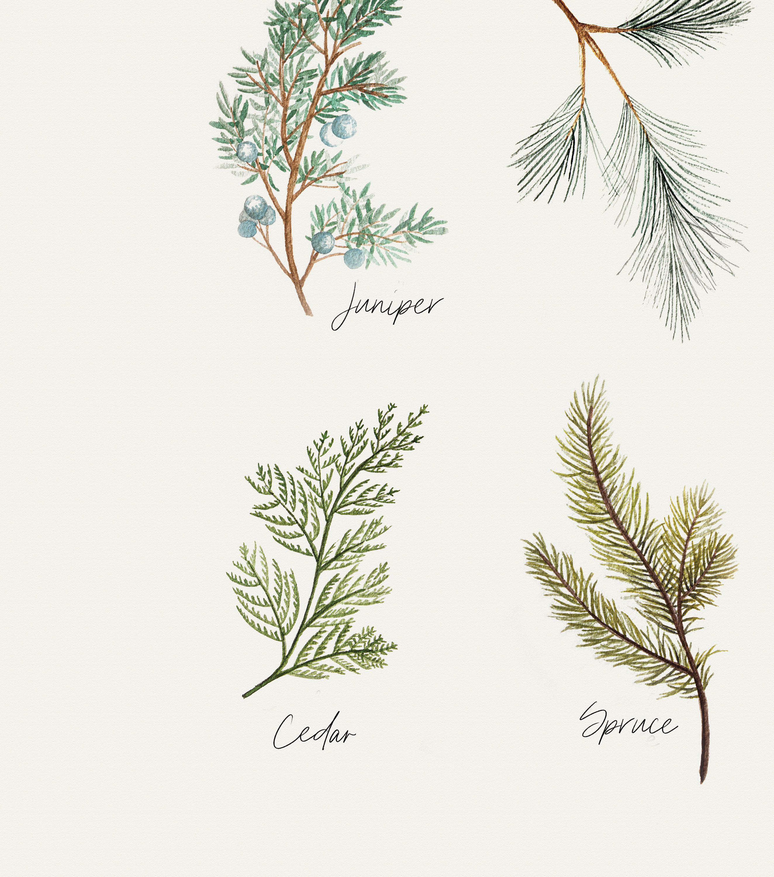 Conifer Trees Tree Identification Cedar Spruce Juniper Pine ...