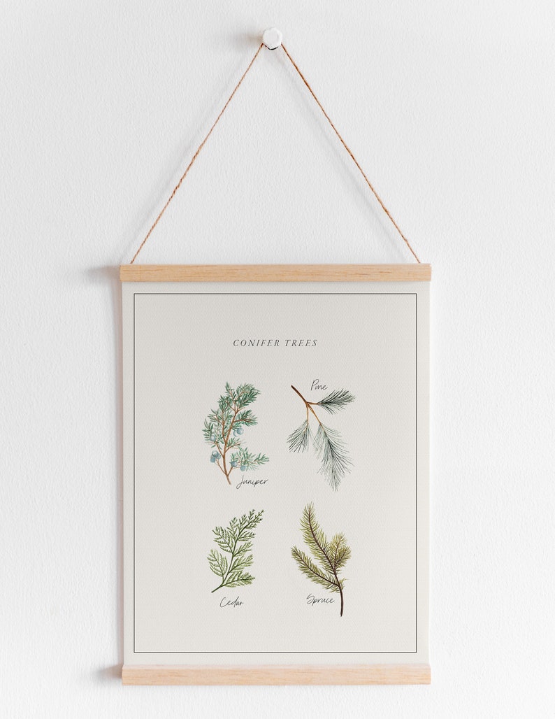 Conifer Trees Tree Identification Cedar Spruce Juniper Pine ...