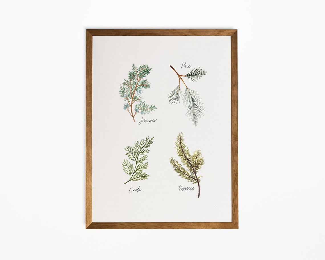 Conifer Trees Tree Identification Cedar Spruce Juniper Pine ...