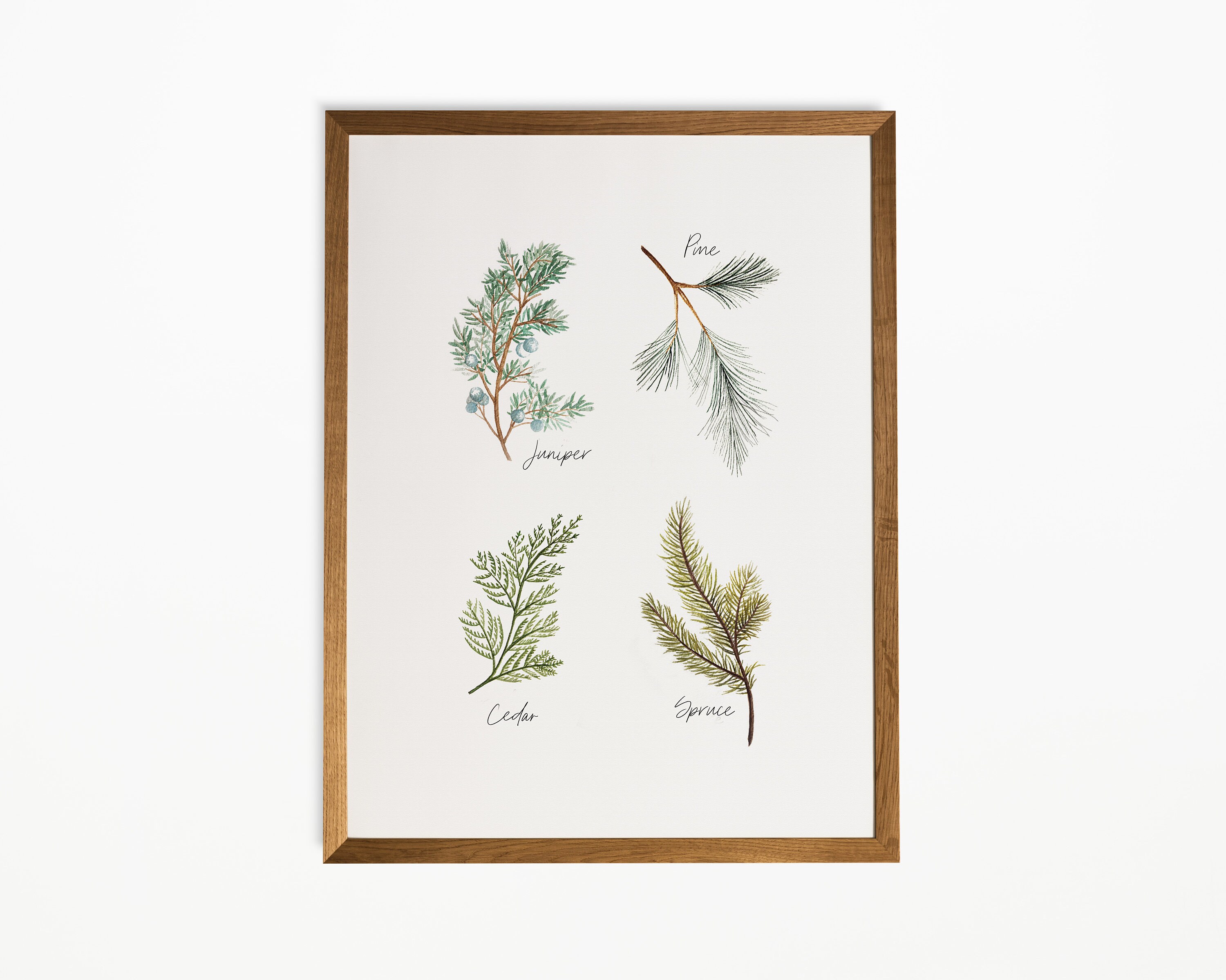 Conifer Trees Tree Identification Cedar Spruce Juniper Pine ...
