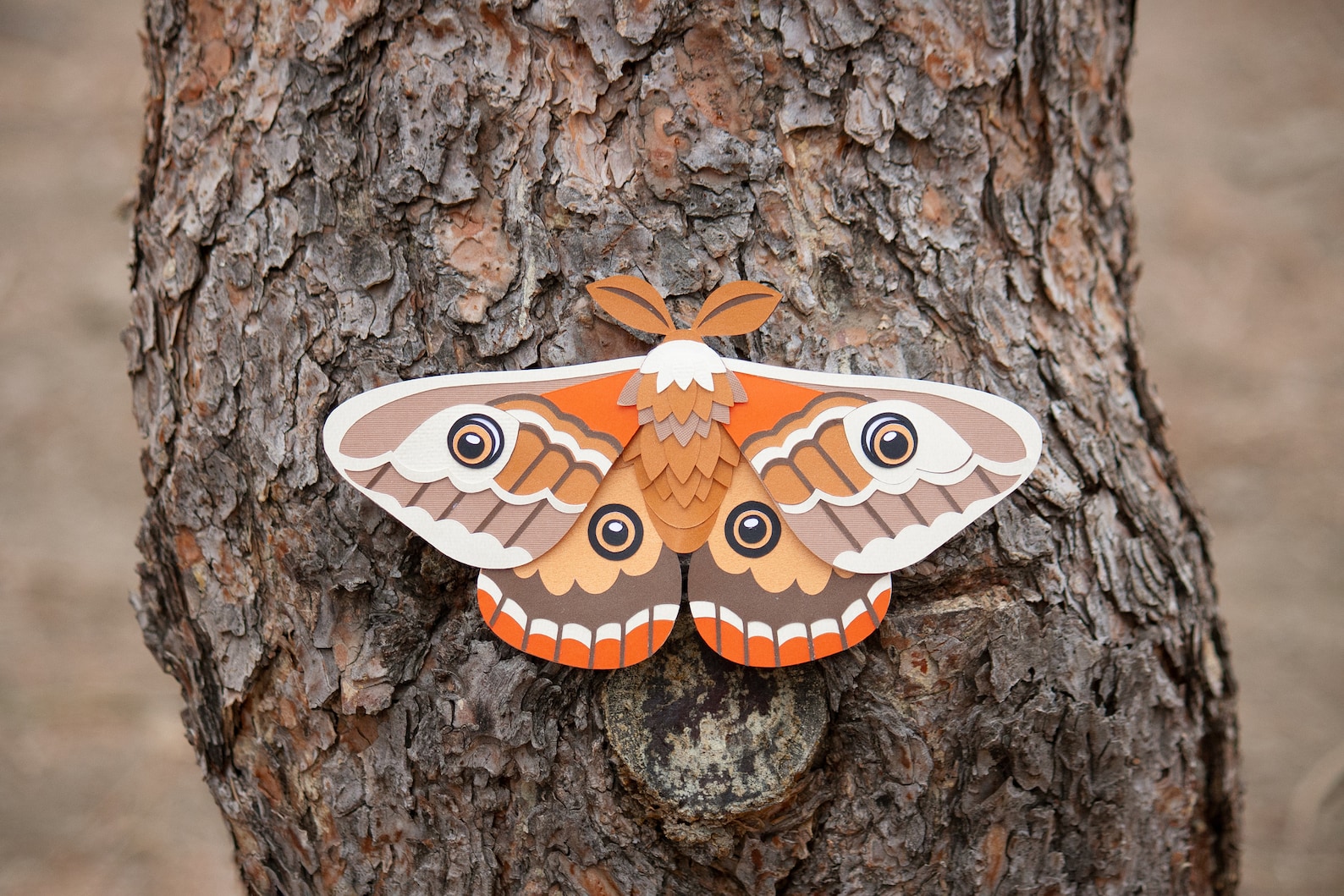 Papercraft 3D Moth | Paper Emperor Moth | Paper Bug Insect | DIY ...