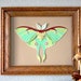 Diy Paper Luna Moth Craft, Realistic Paper Moth, Paper Luna Moth, Paper ...