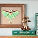 Diy Paper Luna Moth Craft, Realistic Paper Moth, Paper Luna Moth, Paper ...