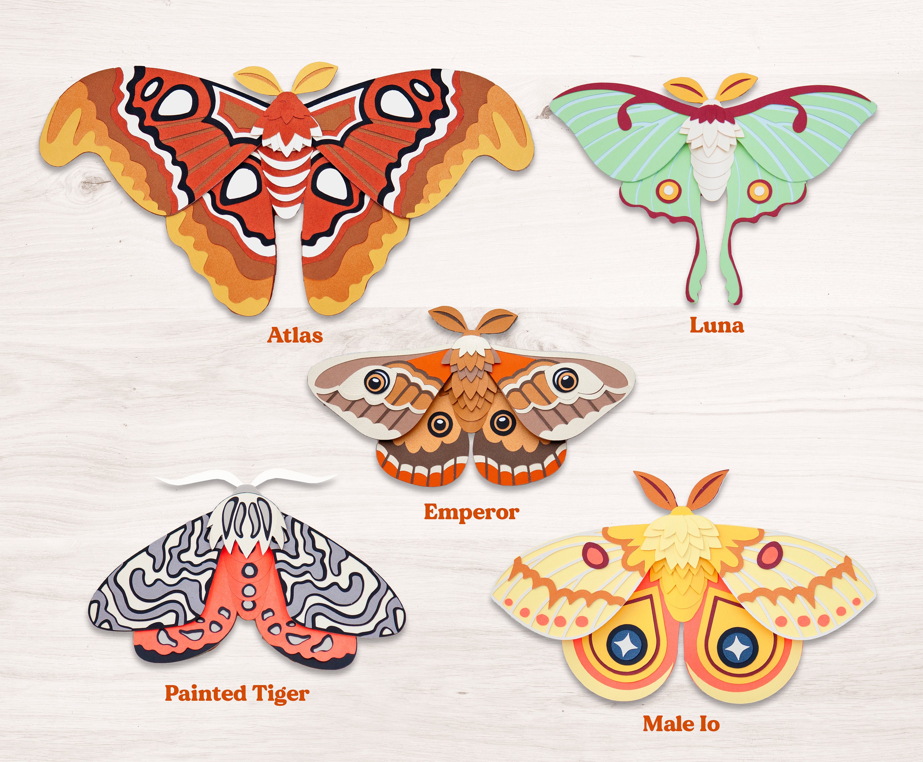 Digital Five Moth BUNDLE | Papercraft 3D Moth | DIY Cardstock Moth ...