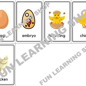 Chicken Life Cycle Flash Cards, Printable Activity (digital Download ...