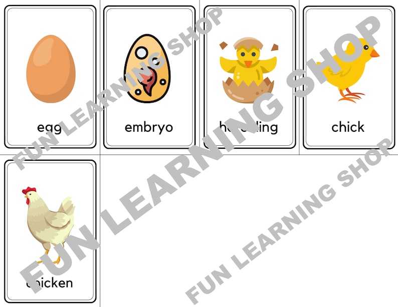 Life Cycle of a Chicken / Flash Cards, Image Cards for Kids ...