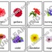 32 Flowers Flashcards / Image Cards for Kids, Preschoolers ...