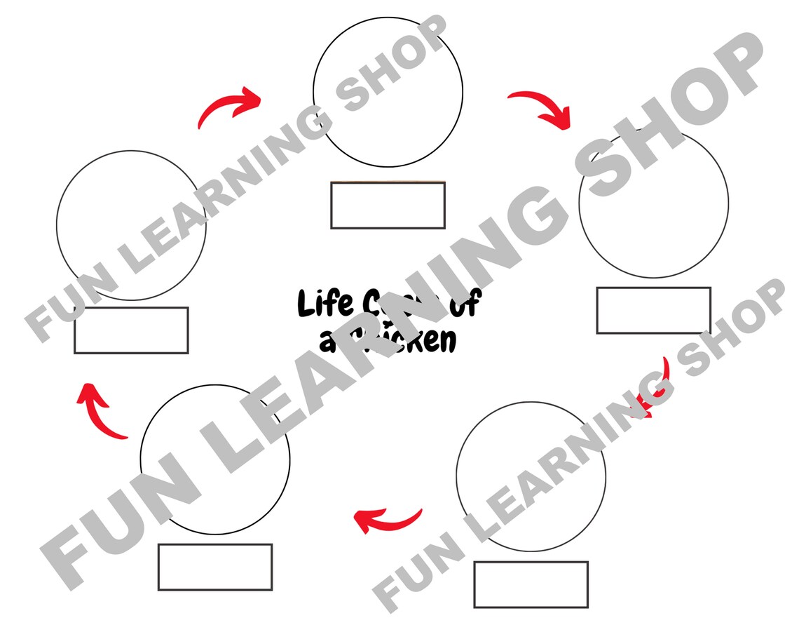 Chicken Life Cycle Flash Cards, Printable Activity (digital Download ...