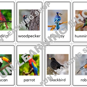 32 Birds Flashcards / Image Cards for Kids, Preschoolers. Nomenclature ...