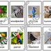 32 Birds Flashcards / Image Cards for Kids, Preschoolers. Nomenclature ...