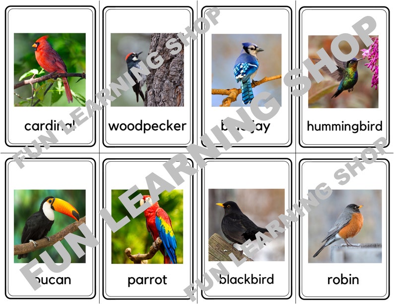 32 Birds Flashcards / Image Cards for Kids, Preschoolers. Nomenclature ...