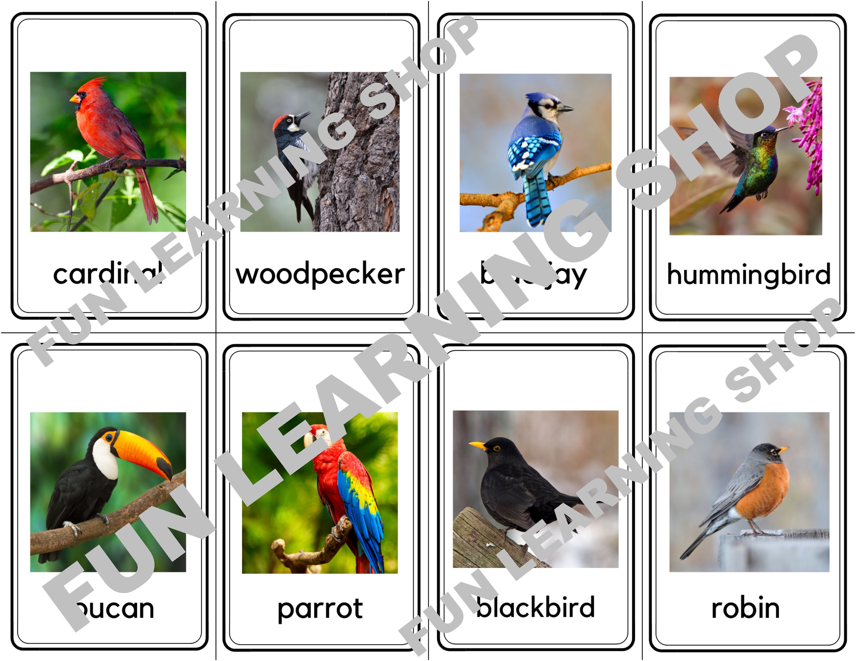 32 Birds Flashcards / Image Cards for Kids, Preschoolers. Nomenclature ...