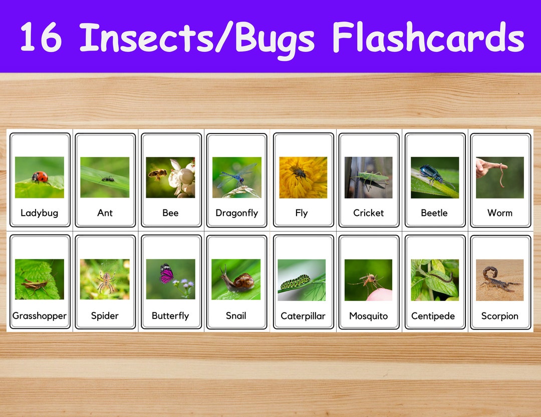 16 Insects, Bugs Flashcards / Image Cards for Kids, Preschoolers ...