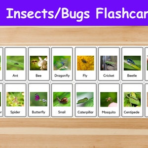 16 Insects, Bugs Flashcards / Image Cards for Kids, Preschoolers ...