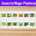 16 Insects, Bugs Flashcards / Image Cards for Kids, Preschoolers ...