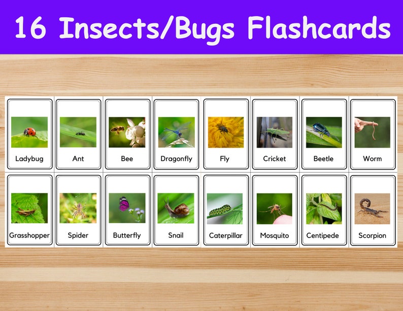 16 Insects, Bugs Flashcards / Image Cards for Kids, Preschoolers ...