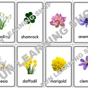 32 Flowers Flashcards / Image Cards for Kids, Preschoolers ...