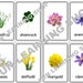 32 Flowers Flashcards / Image Cards for Kids, Preschoolers ...