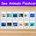 16 Sea Animals Flashcards / Image Cards for Kids, Preschoolers ...