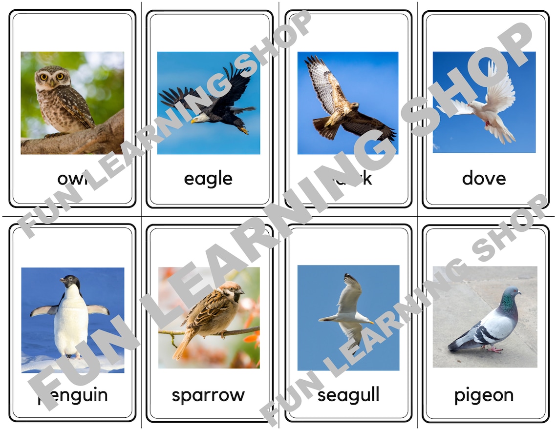 32 Birds Flashcards / Image Cards for Kids, Preschoolers. Nomenclature ...