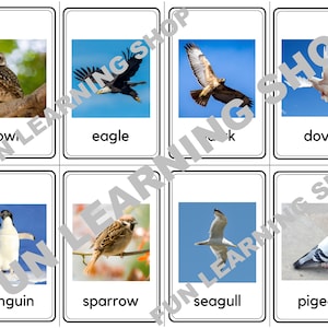 32 Birds Flashcards / Image Cards for Kids, Preschoolers. Nomenclature ...