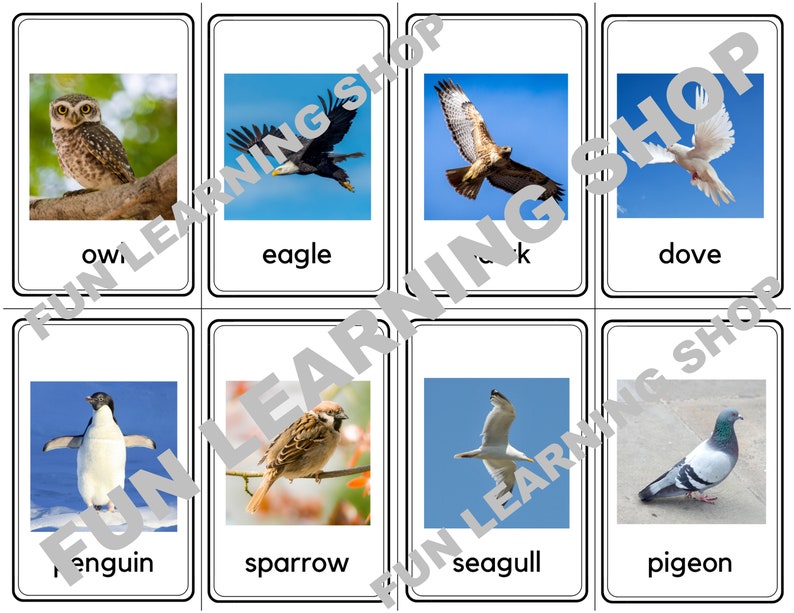 32 Birds Flashcards / Image Cards for Kids, Preschoolers. Nomenclature ...