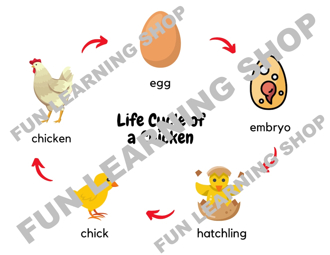 Life Cycle of a Chicken / Flash Cards, Image Cards for Kids ...