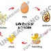 Chicken Life Cycle Flash Cards, Printable Activity (digital Download ...
