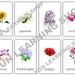 32 Flowers Flashcards / Image Cards for Kids, Preschoolers ...