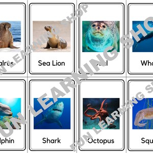 16 Sea Animals Flashcards / Image Cards for Kids, Preschoolers ...