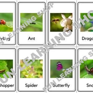 16 Insects, Bugs Flashcards / Image Cards for Kids, Preschoolers ...