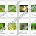 16 Insects, Bugs Flashcards / Image Cards for Kids, Preschoolers ...