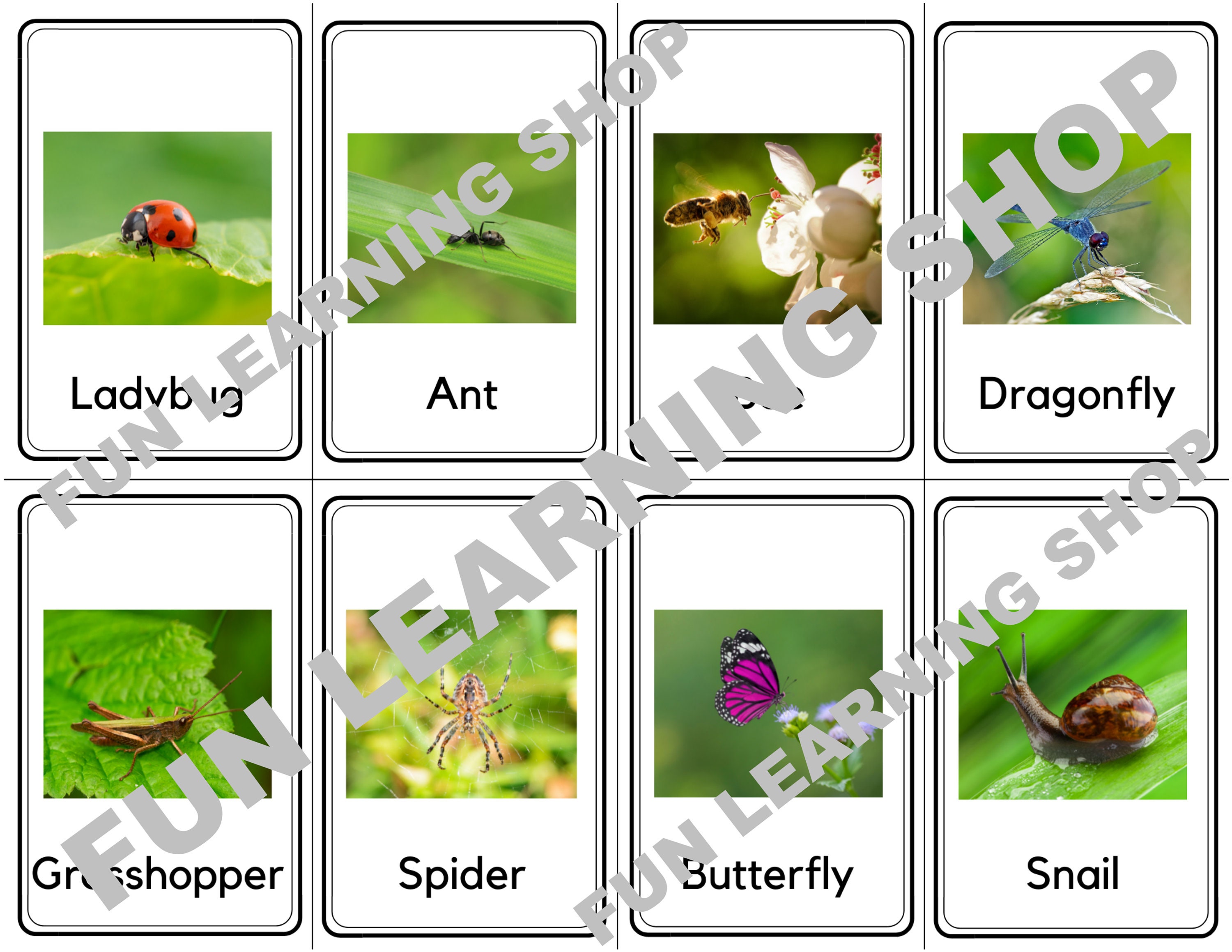 16 Insects, Bugs Flashcards / Image Cards for Kids, Preschoolers ...