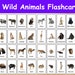 32 Wild Animals Flashcards / Image Cards for Kids. Nomenclature Cards ...