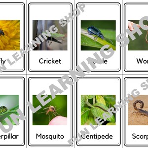16 Insects, Bugs Flashcards / Image Cards for Kids, Preschoolers ...